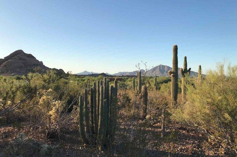 Best Family-Friendly Activities In Phoenix - AnnMarie John
