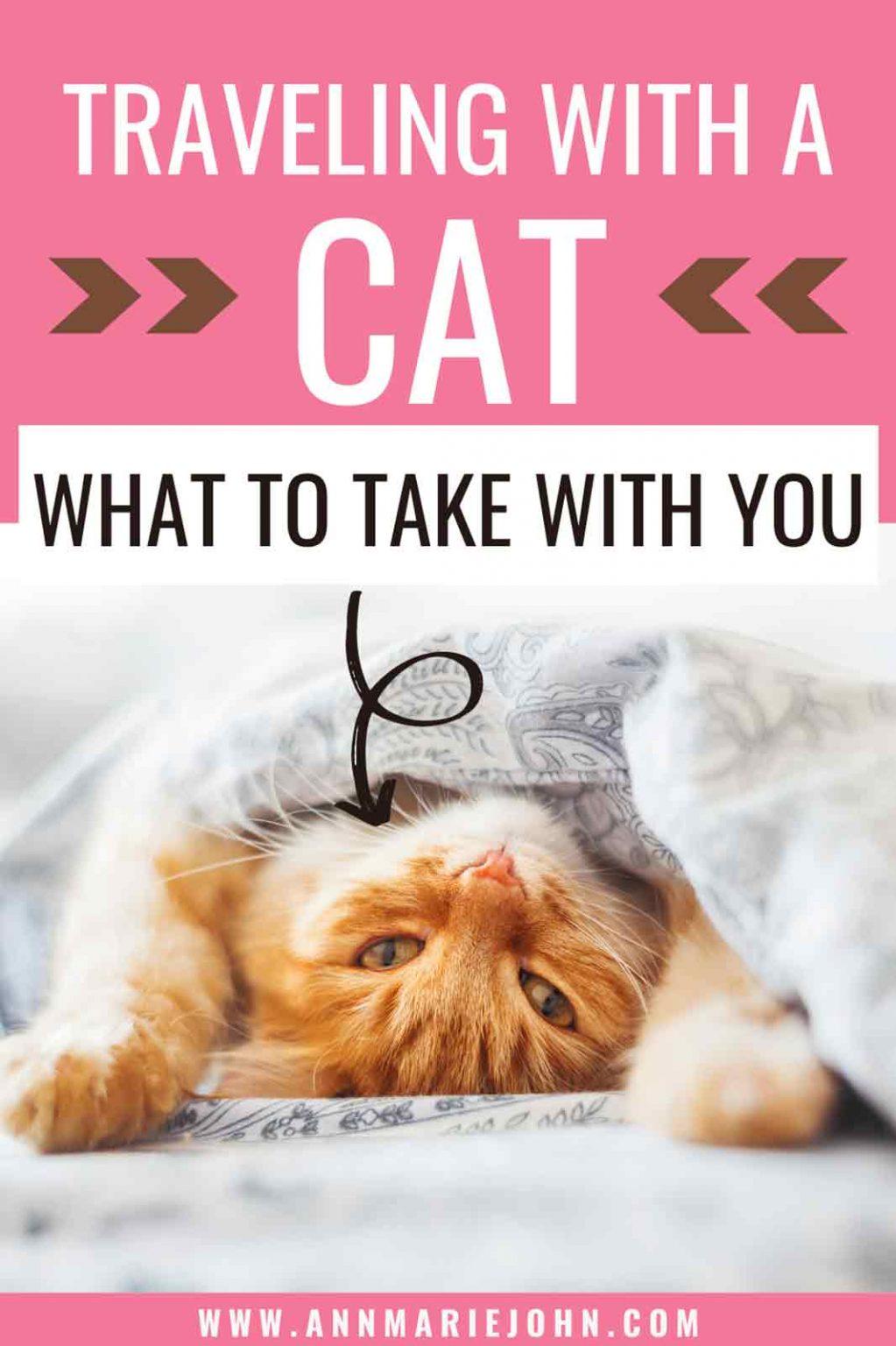 Traveling With a Cat: What to Take With You - AnnMarie John
