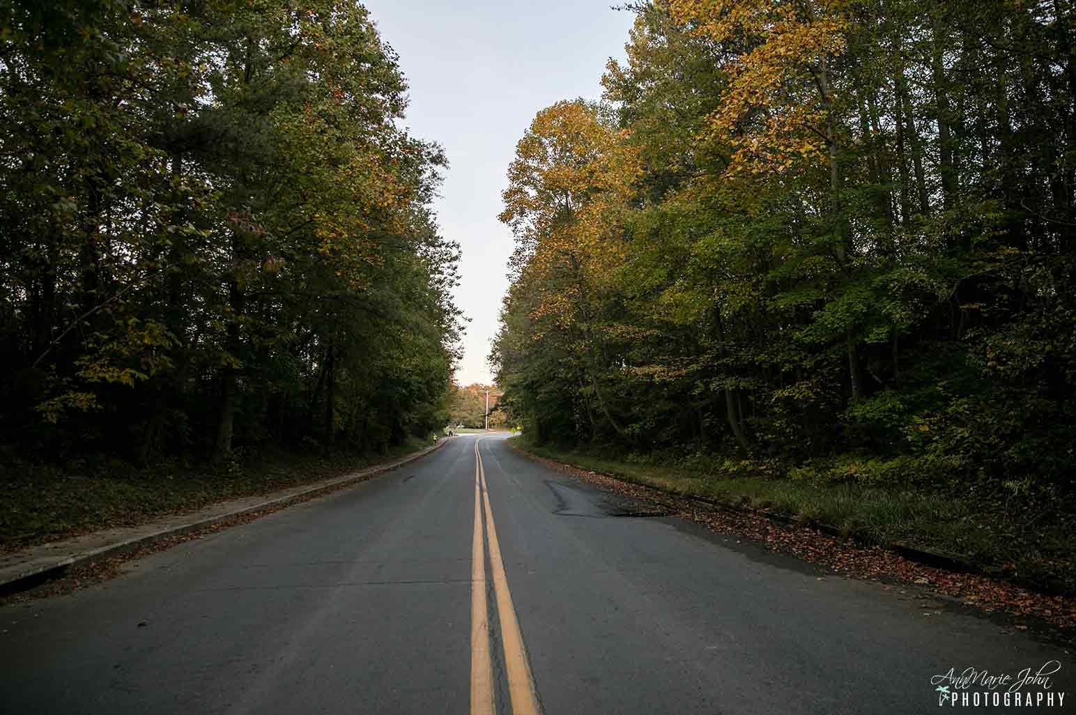 Top Tips for Driving on Rural Roads - AnnMarie John
