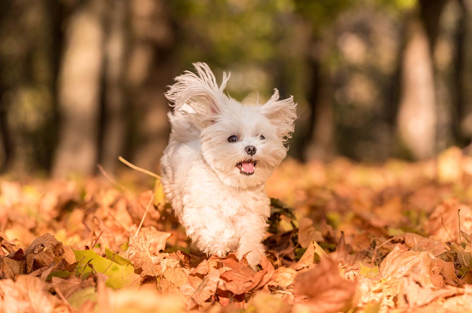 Low Maintenance Dog Breeds That Are Perfect For A Family - AnnMarie John