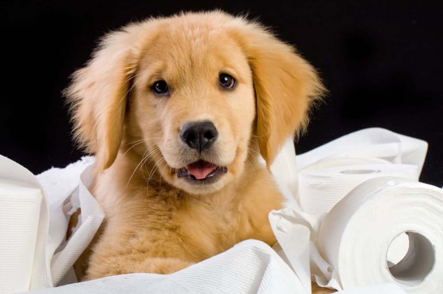 5 Tips You Should Remember When Housetraining Puppies - AnnMarie John