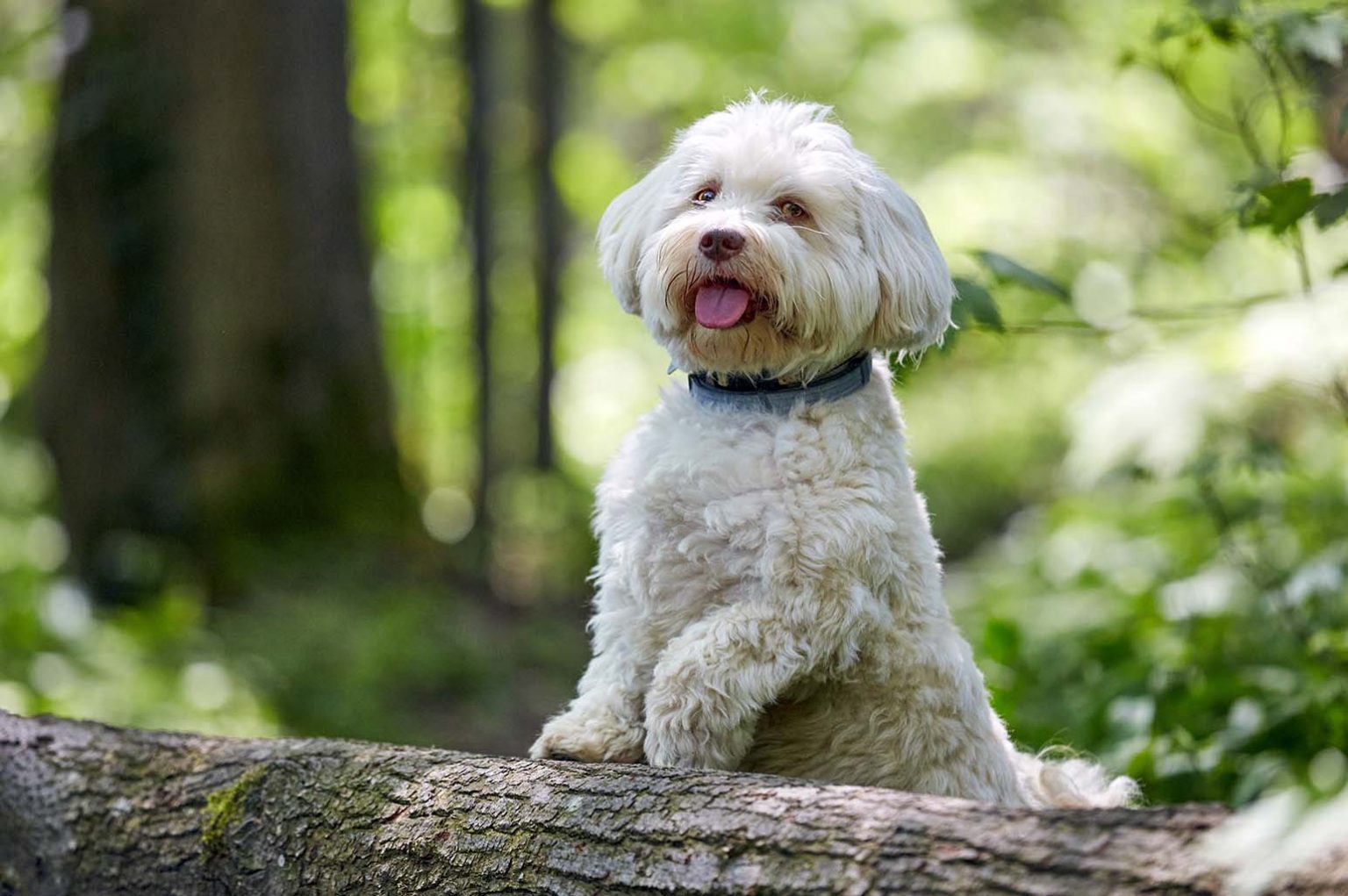 A Complete Guide on Taking Care of a Havapoo - the Havanese Poodle Mix ...