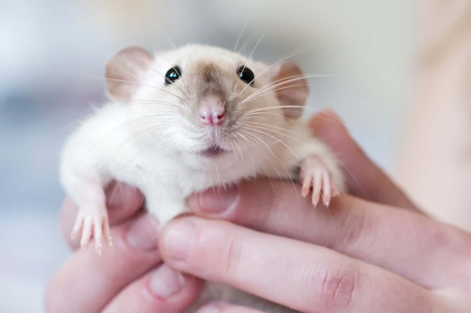 6 Things You Didn't Know About Pet Rats - AnnMarie John