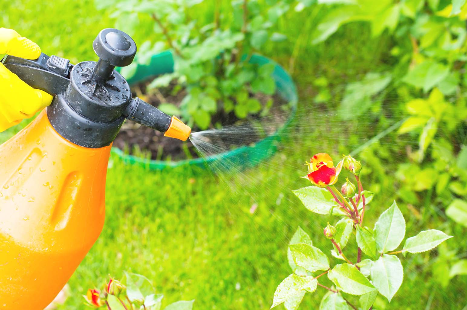 Understanding The Importance Of Organic Green Pest Control Solutions To ...