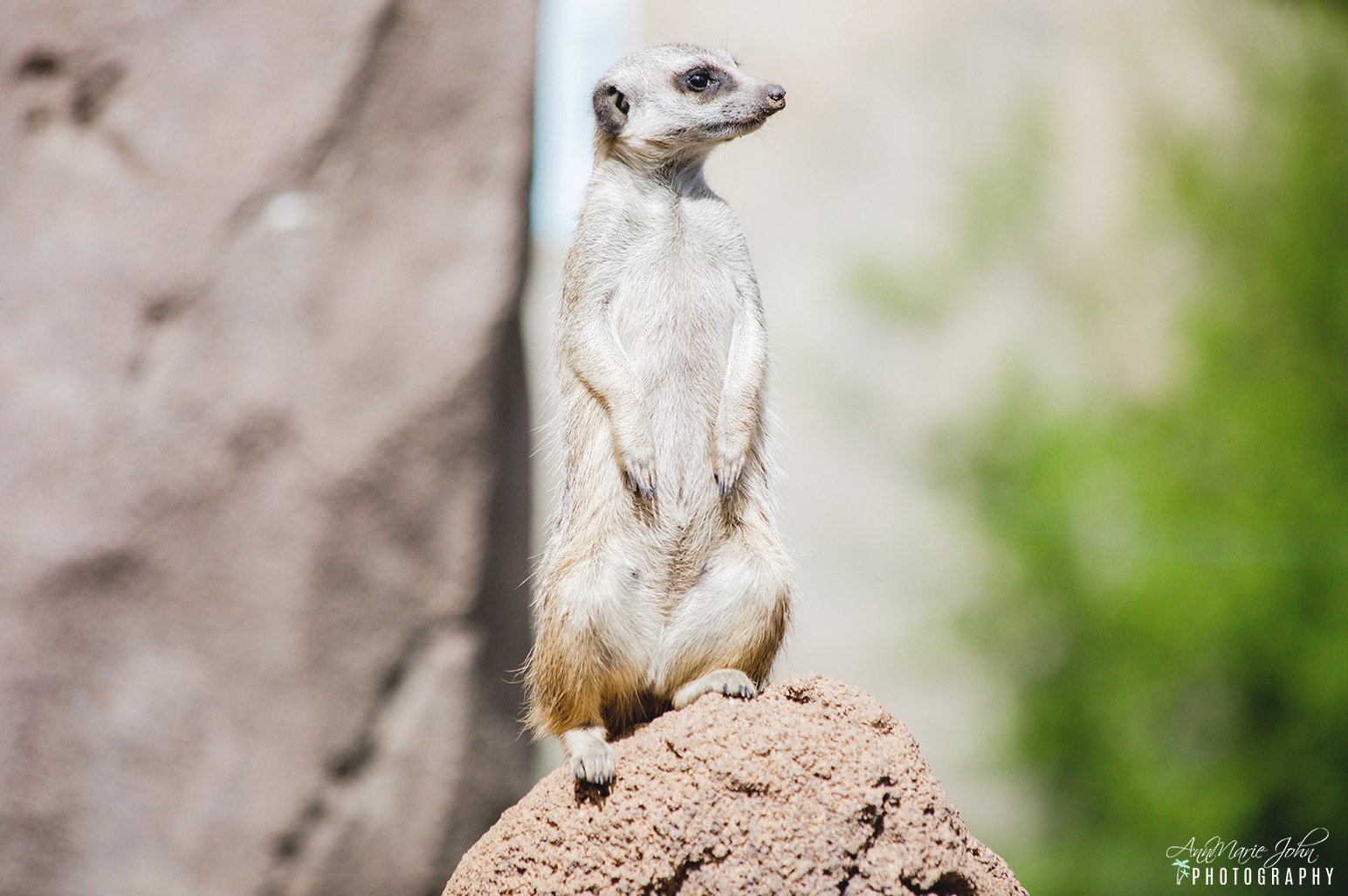 All Things Wild: How To Better Understand Local Wildlife - AnnMarie John