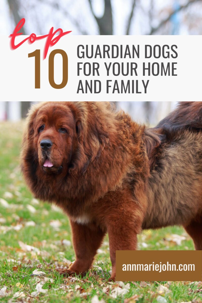 The Top 10 Guardian Dogs for Your Home and Family 🐕 - AnnMarie John