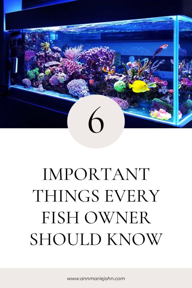 6 Important Things Every Fish Owner Should Know - AnnMarie John