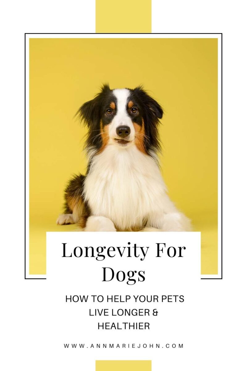 Longevity For Dogs: How To Help Your Pets Live Longer & Healthier ...