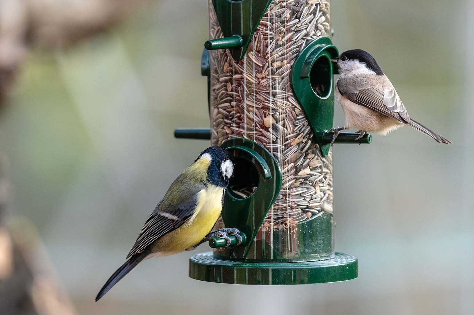 How to Find the Perfect Bird Feeder for Your Yard - AnnMarie John