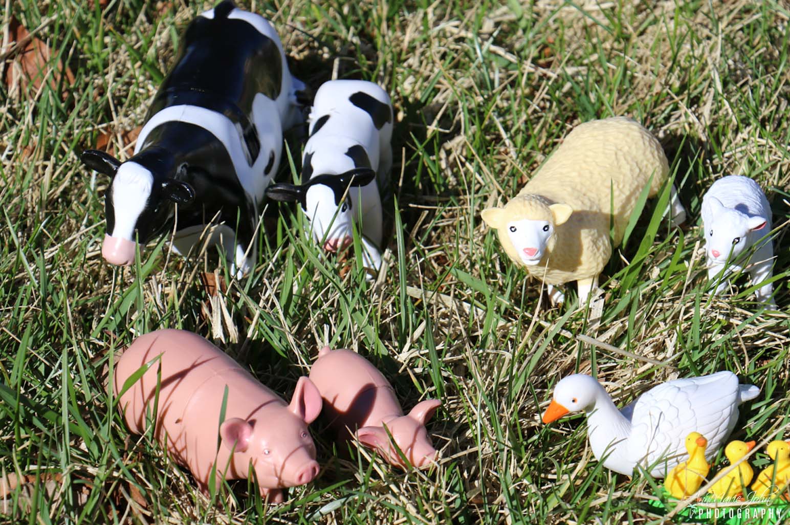 The Best Farm Animal Toys for Every Age - AnnMarie John