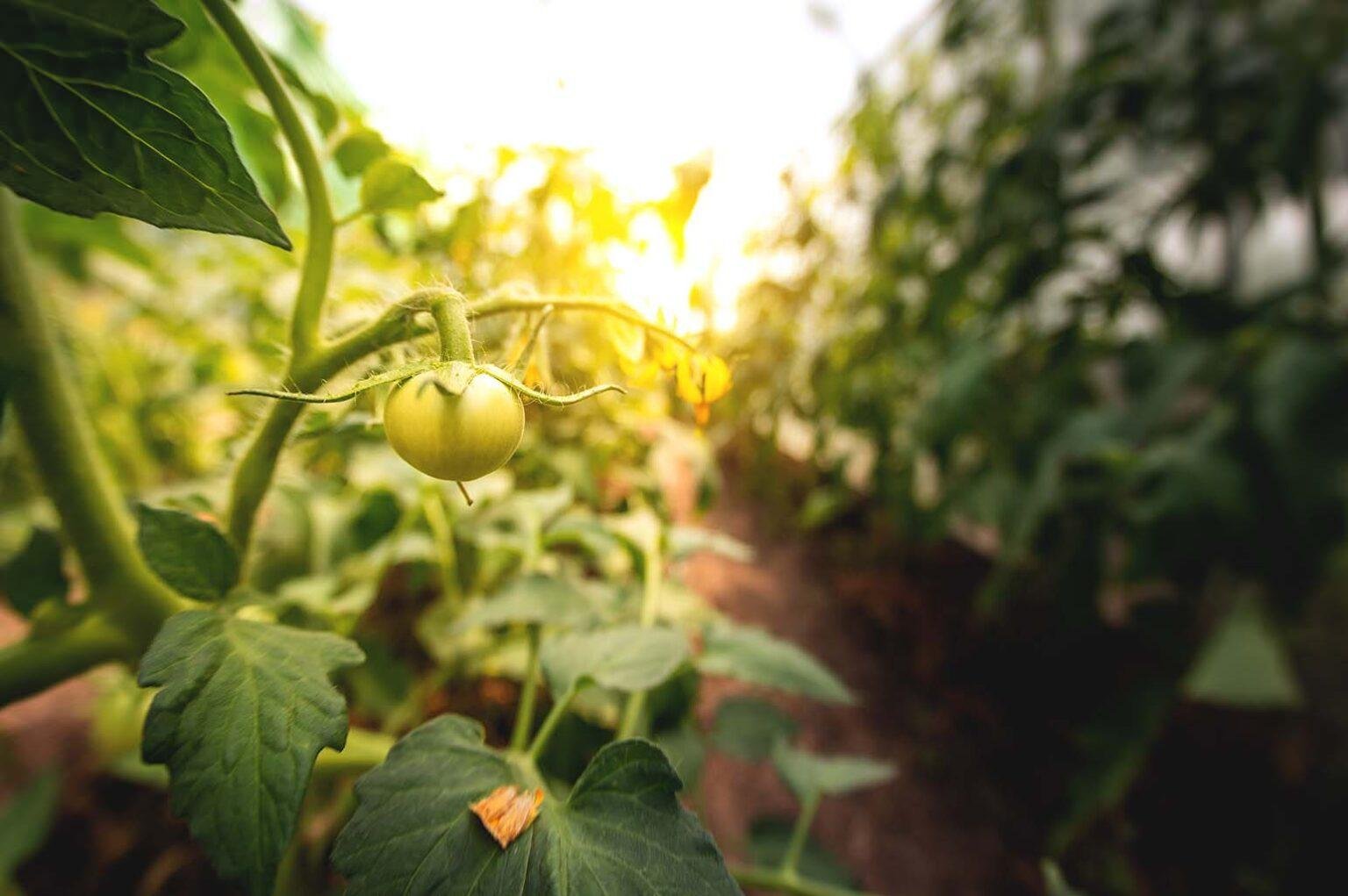 Organic Farming At Jain Farms: Nurturing The Earth And Your Soul ...